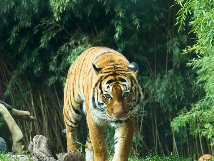 Famous Tours: Sundarbans Wildlife Sanctuary, Khulna | Book Tickets ...