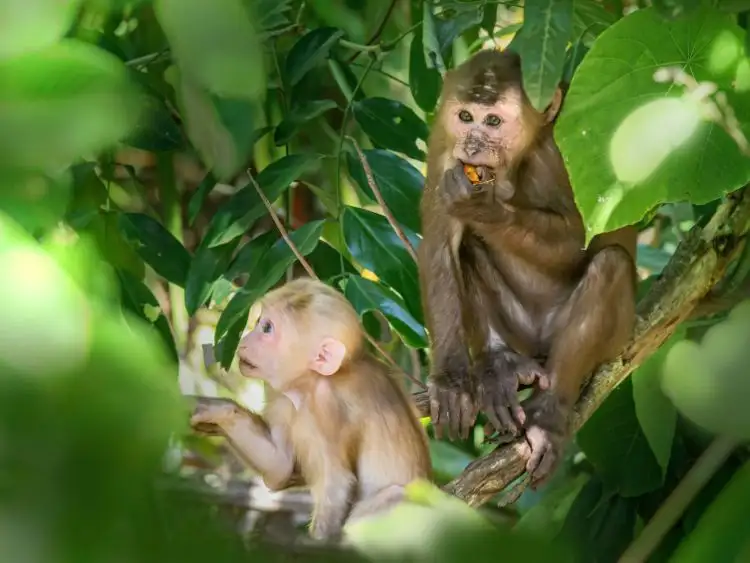 Top Sandakan Tours, Activities & Tickets | 2+ Best Tours & Excursions ...